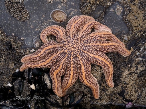 Muriwai Beach: 9 Legged Starfish at King Low Tide | Albom Adventures